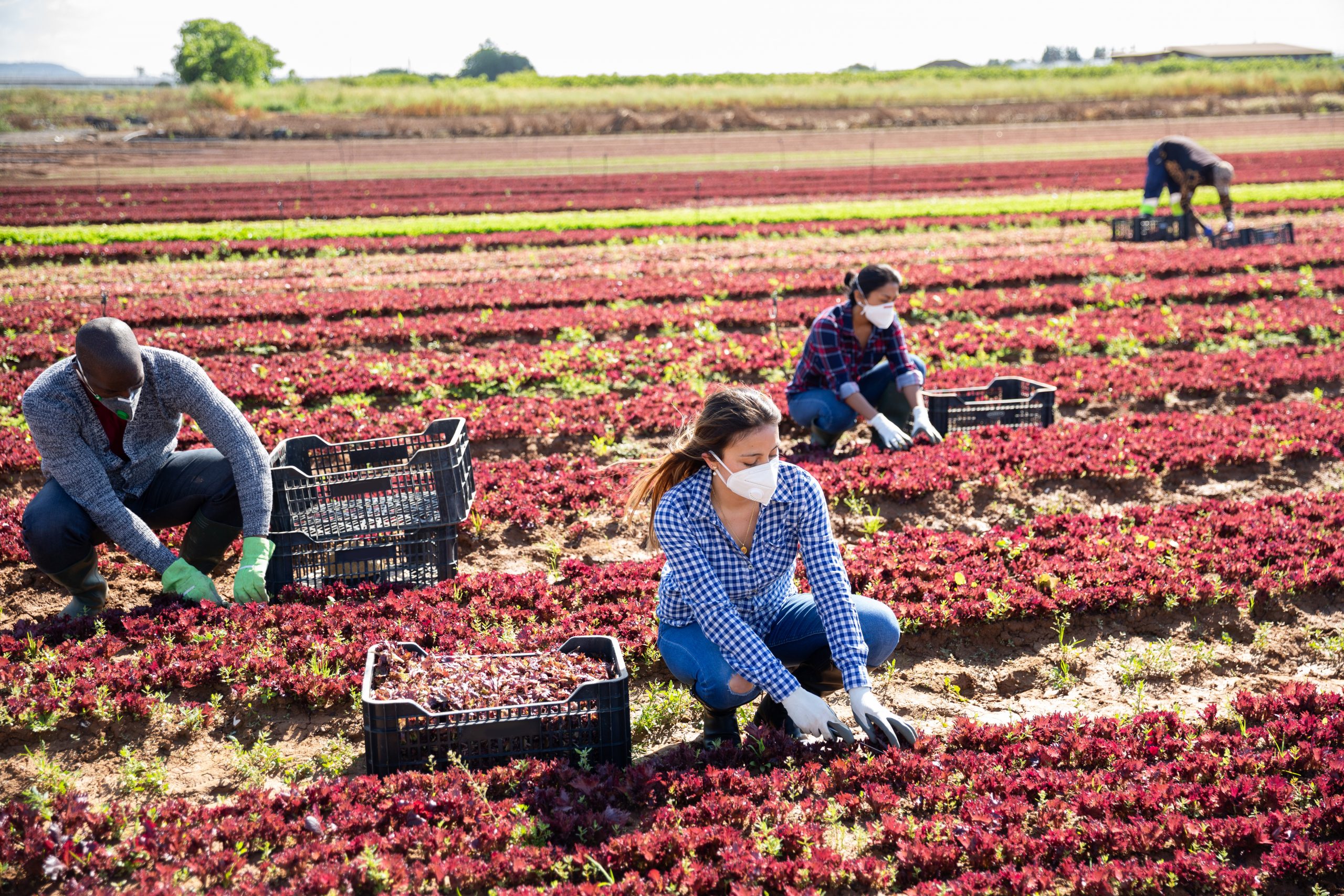 Ontario Agriculture Worker Safety and Awareness Certificate - Feeding ...